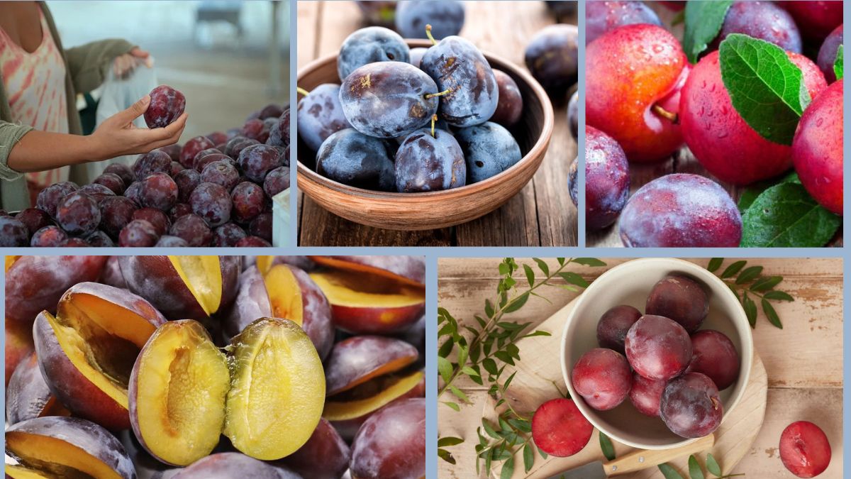 How to Store Plums for Optimal Ripeness - Gallops Restaurant